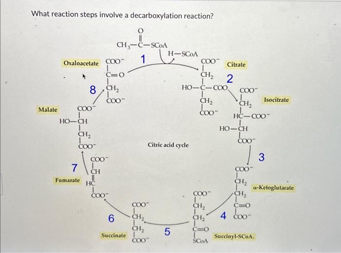 Solved What reaction steps involve a decarboxylation | Chegg.com