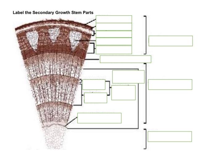 Solved Label the Secondary Growth Stem Parts | Chegg.com