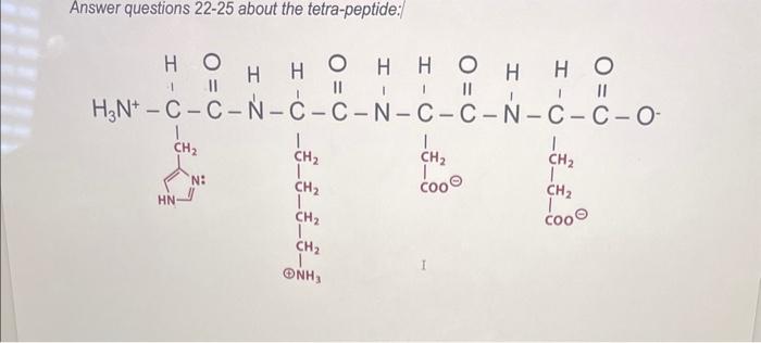 Solved Answer questions 22-25 about the tetra-peptide:22. | Chegg.com