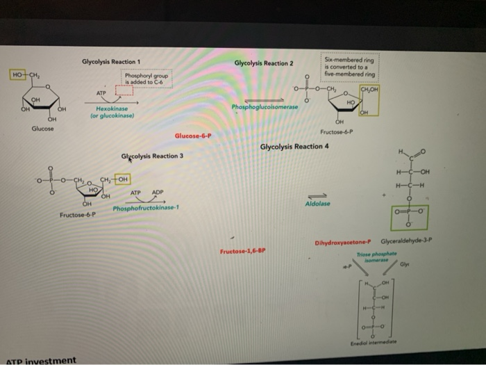 Solved Glycolysis activity 1: Metabolic pathway puzzle Try | Chegg.com