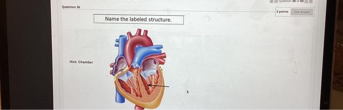 Solved Question 36 Hint: Chamber Name the labeled structure. | Chegg.com