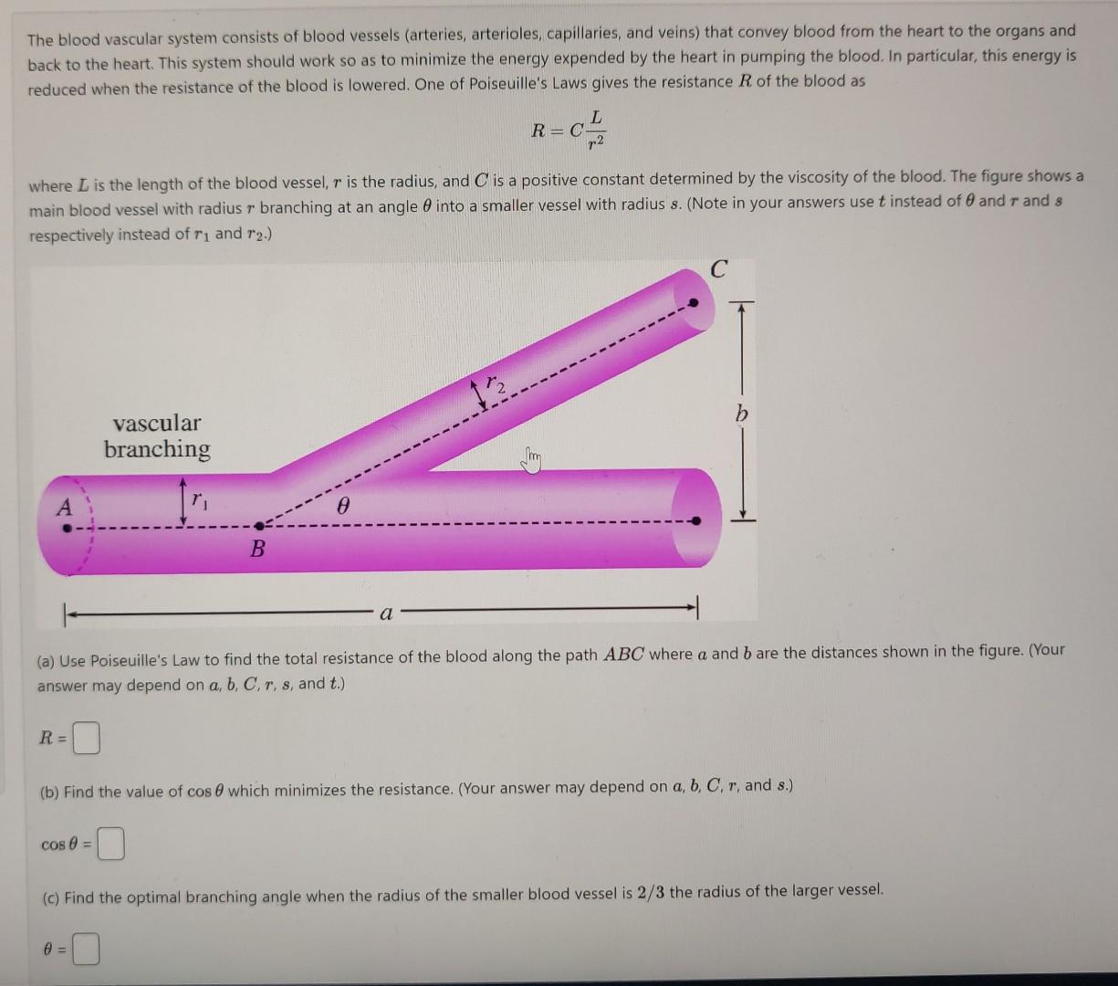 Solved The blood vascular system consists of blood vessels | Chegg.com