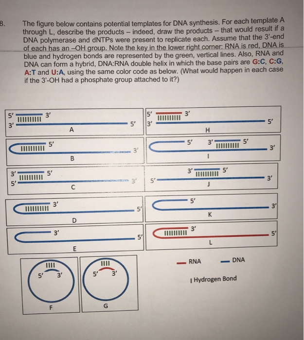 Solved The figure below contains potential templates for DNA | Chegg.com