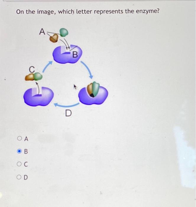 Solved On the image, which letter represents the enzyme? OA | Chegg.com