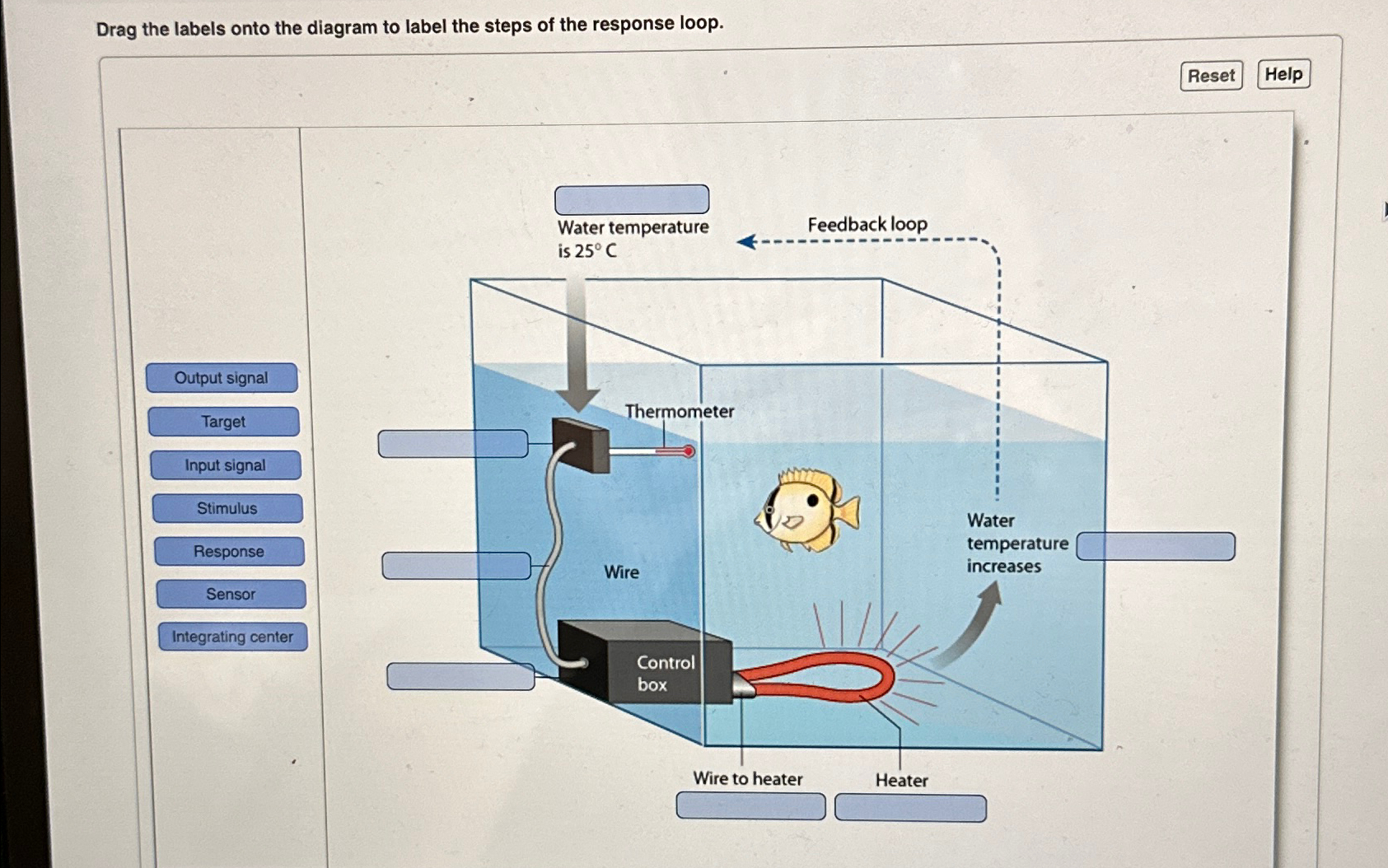 Solved Drag the labels onto the diagram to label the steps | Chegg.com