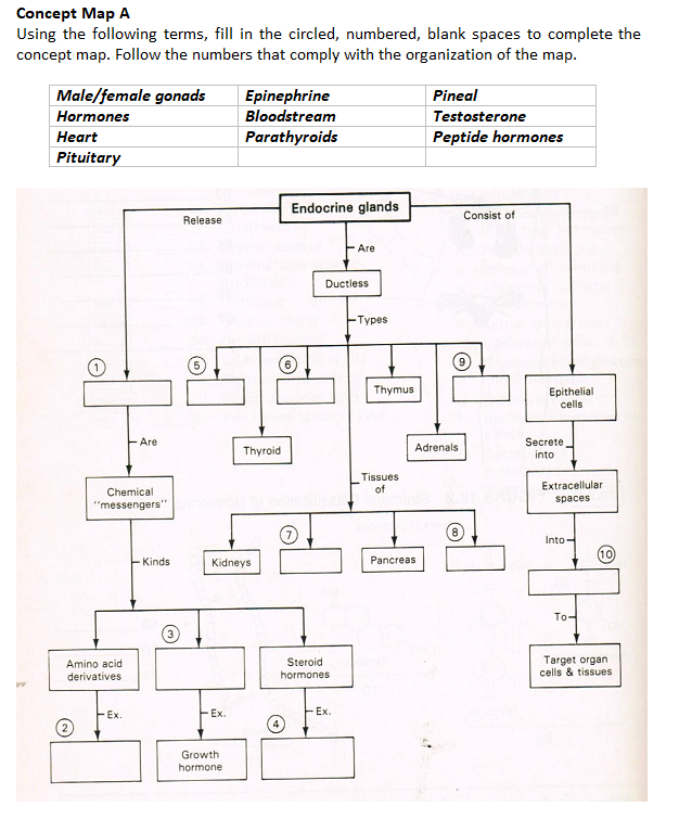 Solved iUsing the following terms, fill in the circled, | Chegg.com