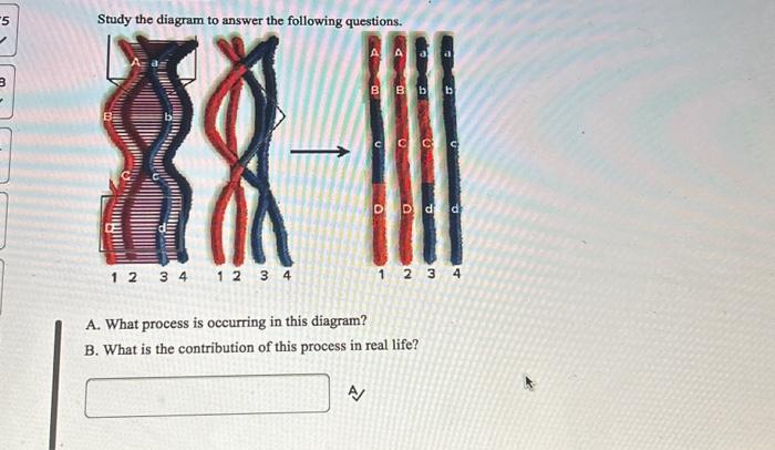 Solved Study the diagram to answer the following questions. | Chegg.com