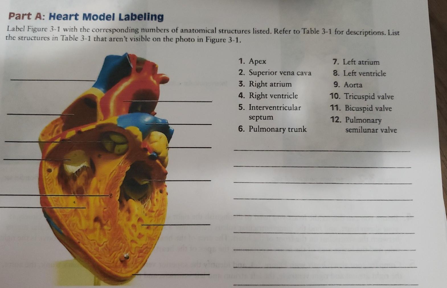 Solved Part A: Heart Model Labeling Label Figure 3-1 with | Chegg.com