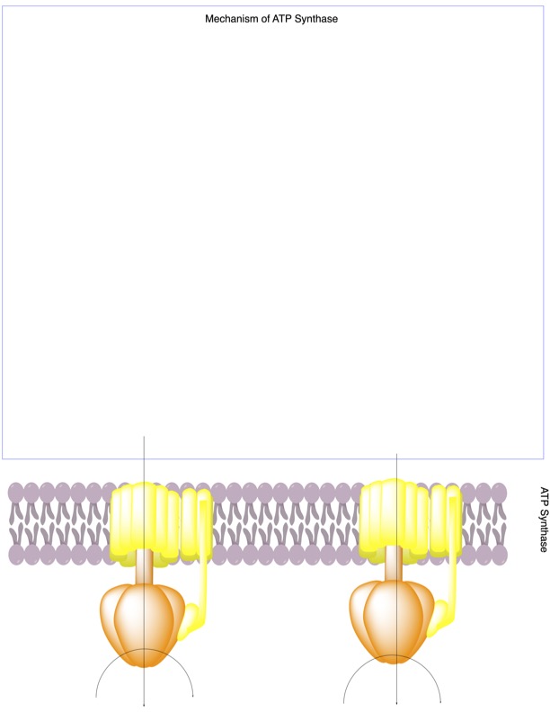 Solved Mechanism of ATP Synthase | Chegg.com