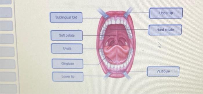 Solved Upper lip Sublingual fold Hard palate Sont palate ws | Chegg.com