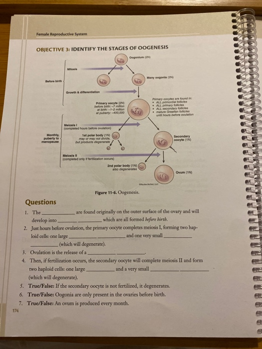 Solved Female Reproductive System OBJECTIVE 1: IDENTIFY, | Chegg.com