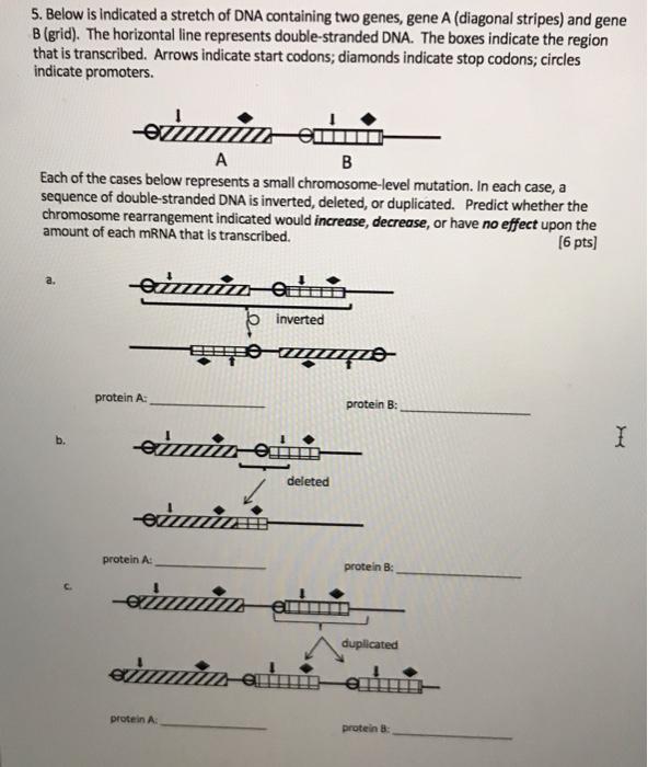 Solved 5. Below is indicated a stretch of DNA containing two | Chegg.com