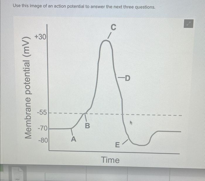 Solved Use this image of an action potential to answer the | Chegg.com