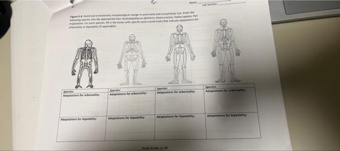 Figure 5.4. Hominoid evolutionary morphological | Chegg.com