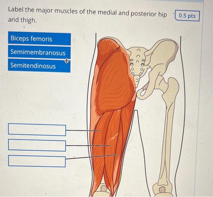 [Solved]: Label the major muscles of the medial and posteri