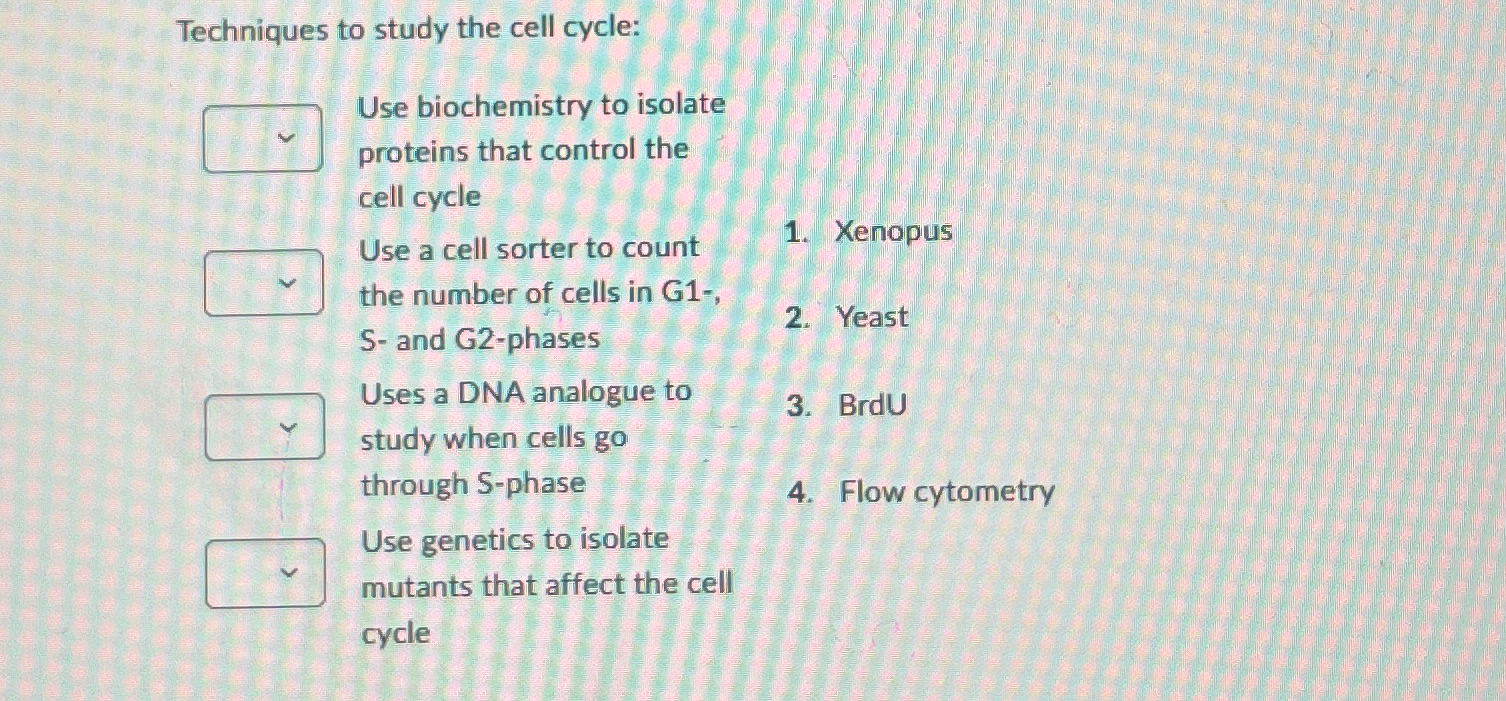 Solved Techniques to study the cell cycle:Use biochemistry | Chegg.com