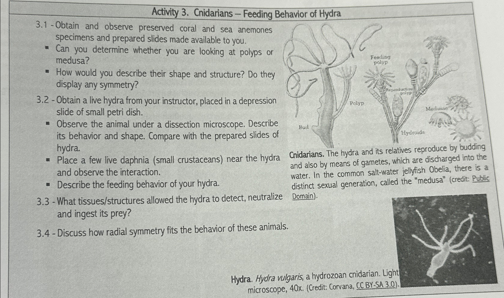 Solved Activity 3. ﻿Cnidarians - ﻿Feeding Behavior of | Chegg.com