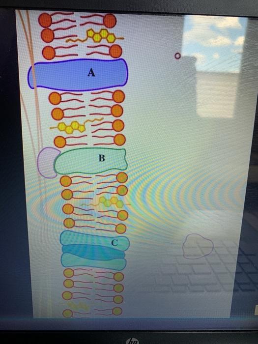 Solved The animation shows three types of membrane proteins. | Chegg.com