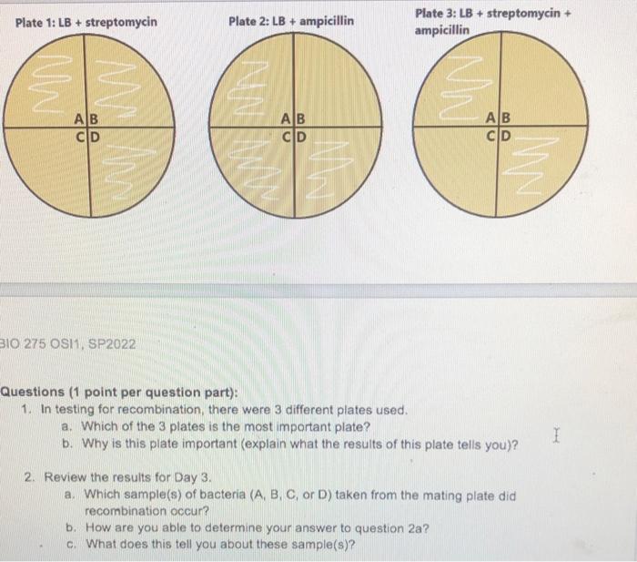 Solved Plate 2: LB + ampicillin Plate 3: LB + streptomycin + | Chegg.com