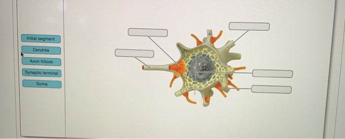 Solved Initial segment S Dendrite Axon hillock Synaptic | Chegg.com