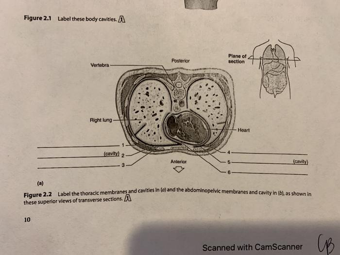 Solved Posterior Plane of section Figure 2.2 Label the | Chegg.com