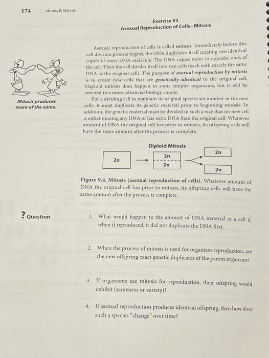 Solved 174 Mitosis & Melosis Exercise #3 Asexual | Chegg.com