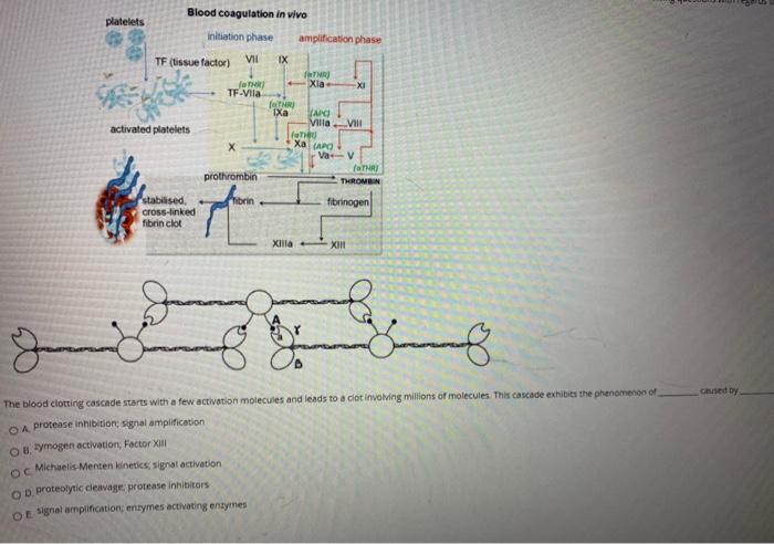 Blood coagulation in vivo platelets initiation phase | Chegg.com