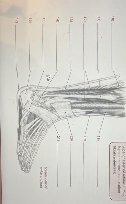 Solved Superior extensor retinaculum (2) Superior peroneal | Chegg.com