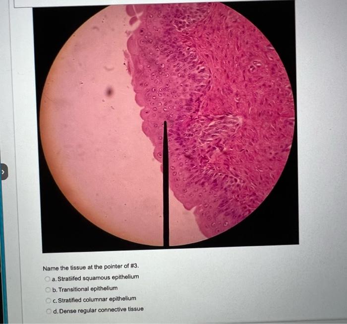 Solved Name a location of tissue at the pointer of \#7. a. | Chegg.com
