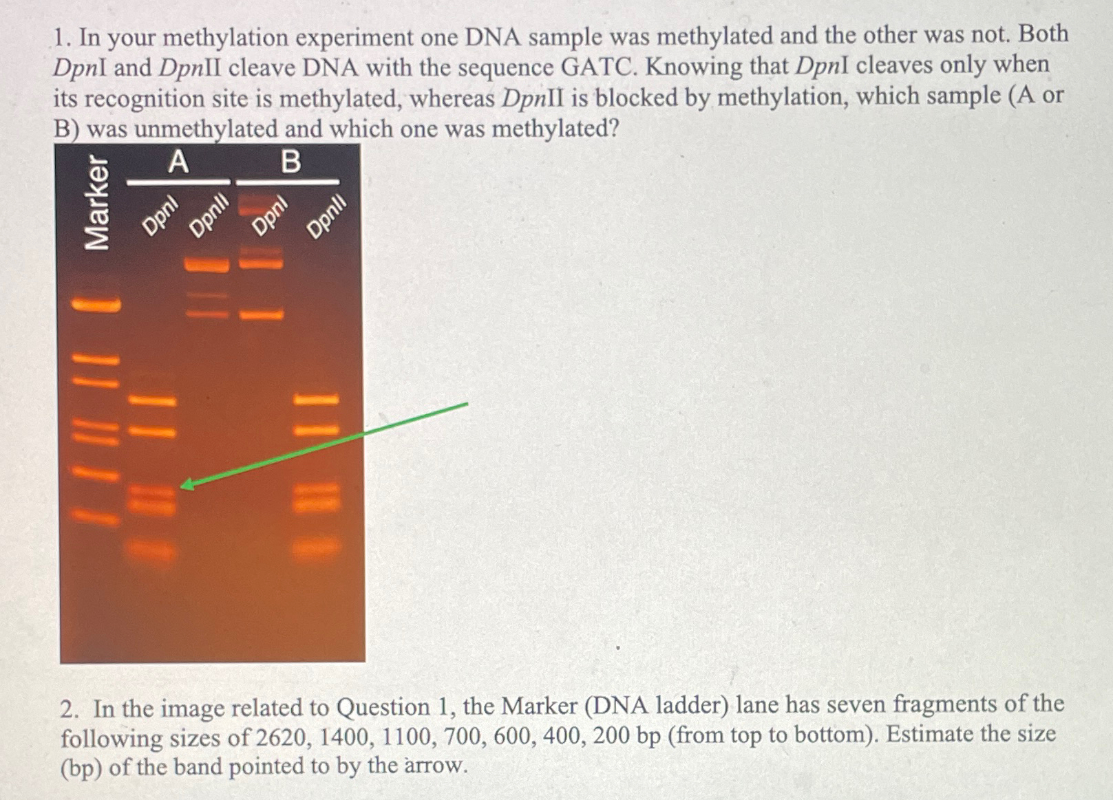 Solved In your methylation experiment one DNA sample was | Chegg.com