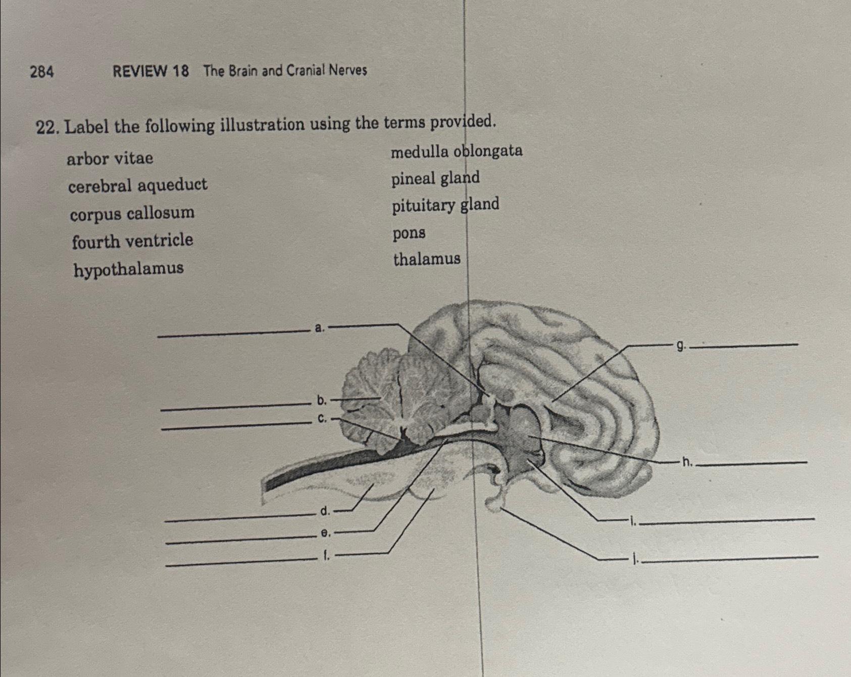 Solved 284REVIEW 18 ﻿The Brain and Cranial Nerves22. ﻿Label | Chegg.com