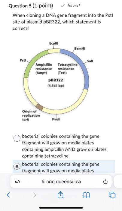 Solved When cloning a DNA gene fragment into the Pstl site | Chegg.com