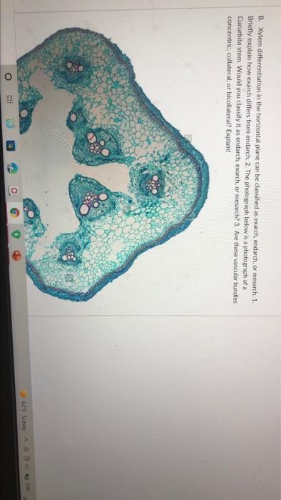 Solved B. Xylem differentiation in the horizontal plane can | Chegg.com