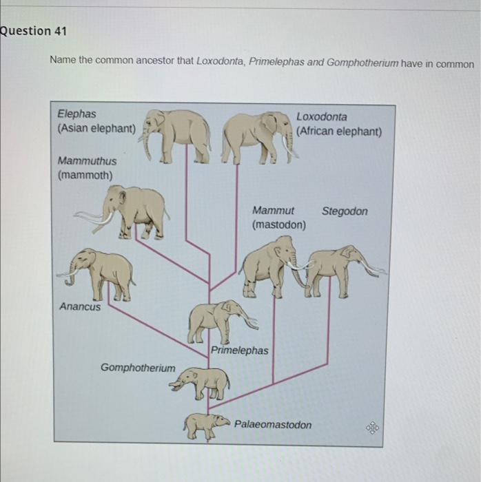 Solved Question 41 Name the common ancestor that Loxodonta, | Chegg.com