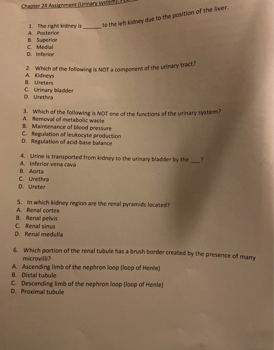 Solved Chapter 24 Assignment (Urinary system 1. The right | Chegg.com