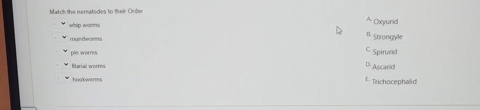 Solved Match the nematodes to their Orderwhip wormsA. | Chegg.com