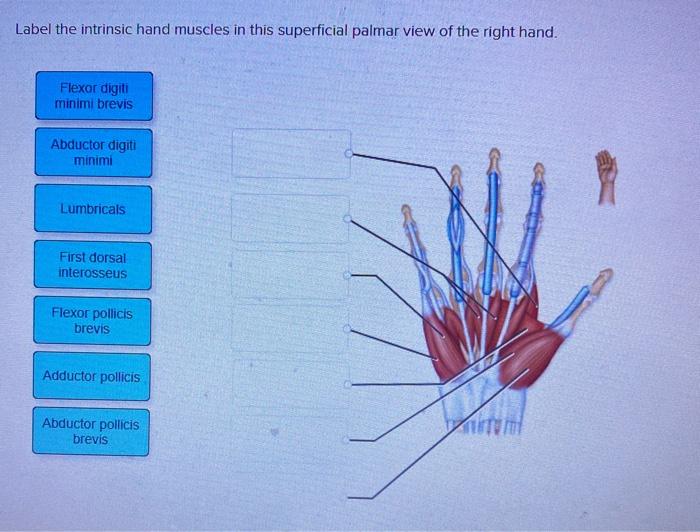Solved Label the intrinsic hand muscles in this superficial | Chegg.com