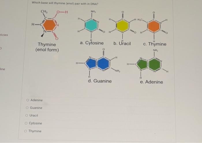 Solved licies ine Which base will thymine (enol) pair with | Chegg.com