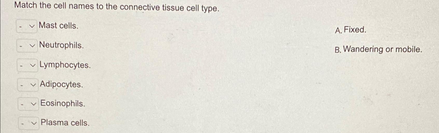 Solved Match the cell names to the connective tissue cell | Chegg.com