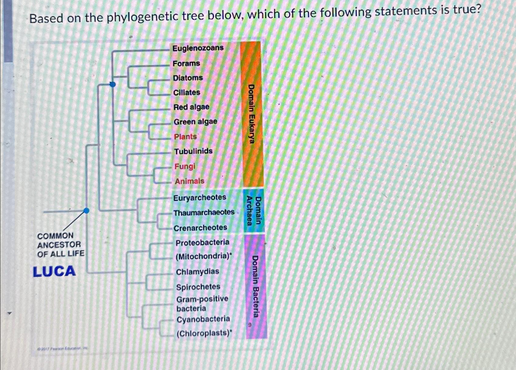 Solved Based on the phylogenetic tree below, which of the | Chegg.com