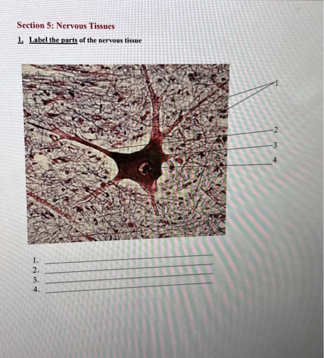 Solved Topic 7 Worksheet Human Tissue Types Section 1 7623