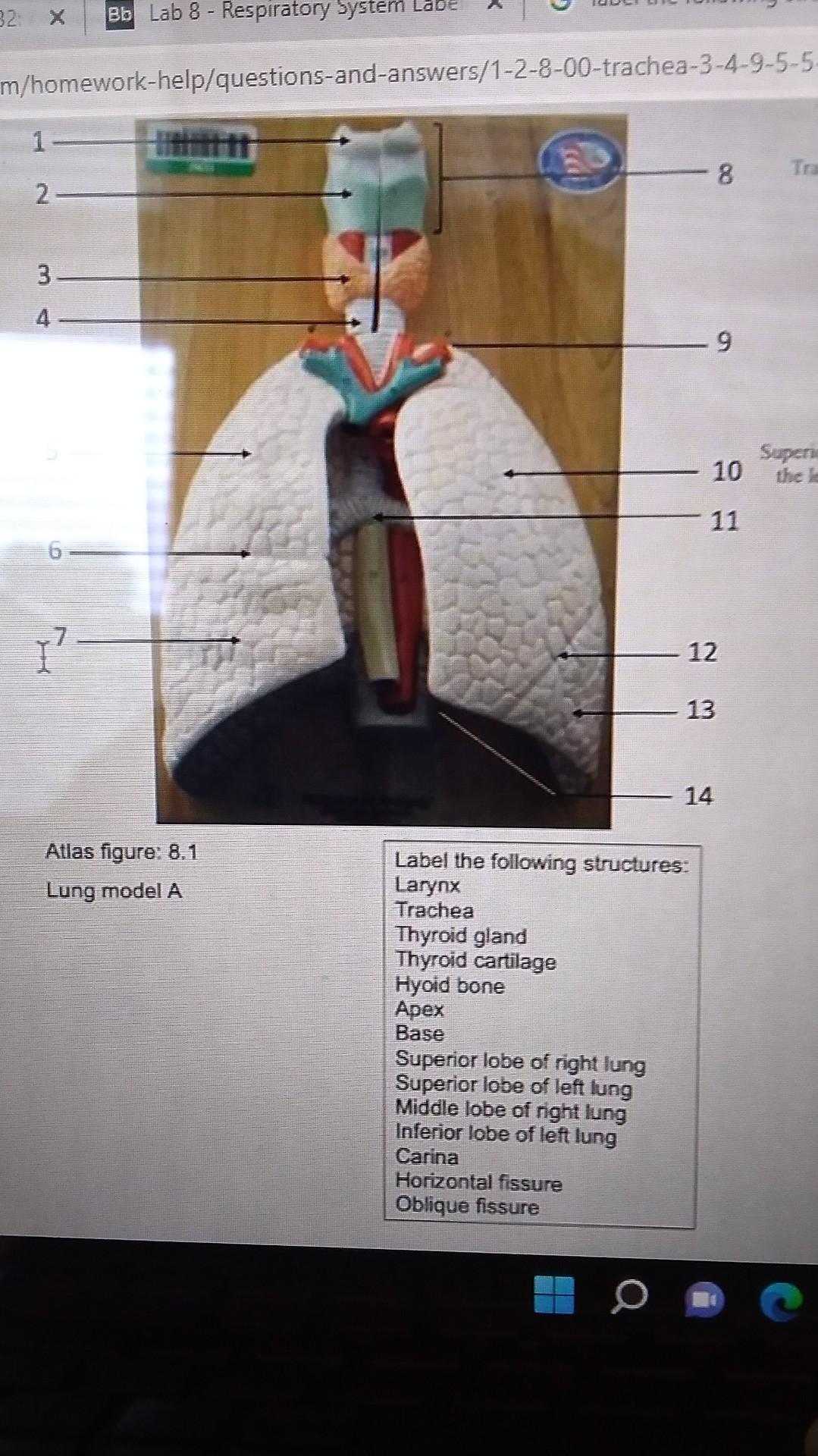 Solved Label the following structures: Larynx Trachea | Chegg.com