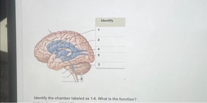 Solved Identify the chamber labeled as ( 1-6 ). What is the | Chegg.com