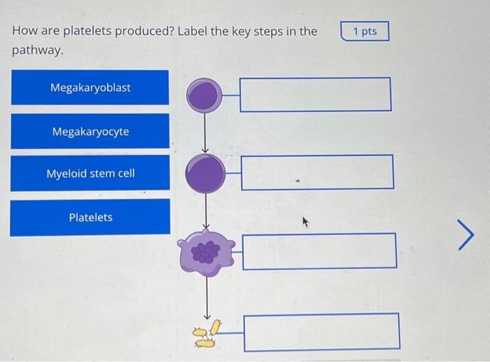 Solved How are platelets produced? Label the key steps in | Chegg.com