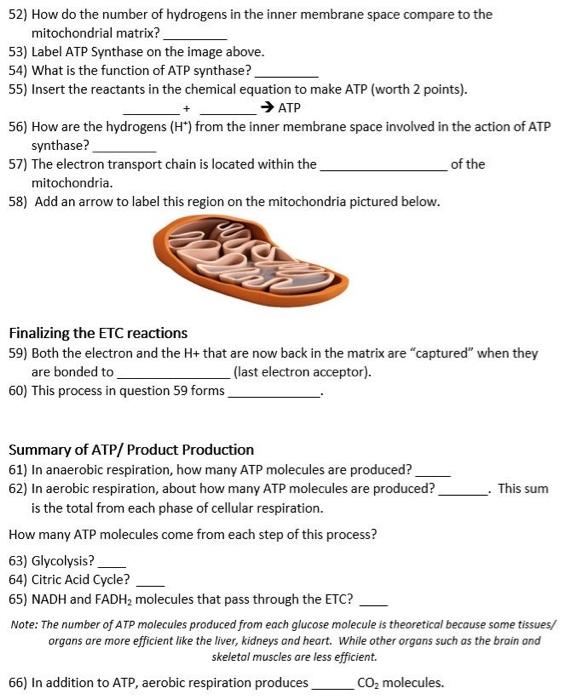 Solved IV. Electron Transport Chain (Oxidative | Chegg.com