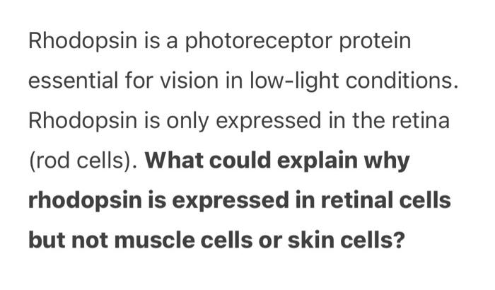 Solved Rhodopsin is a photoreceptor protein essential for | Chegg.com