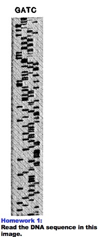Solved GATC TOUT Homework 1: Read the DNA sequence in this | Chegg.com