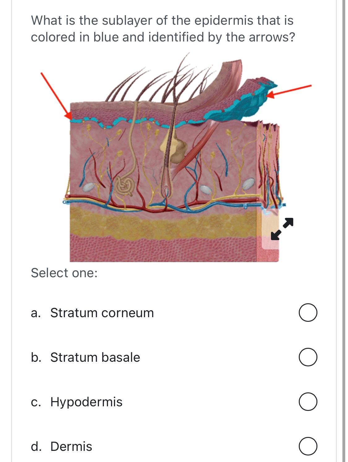 Solved What is the sublayer of the epidermis that is colored | Chegg.com