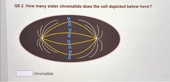 Solved Q6.2. How many sister chromatids does the cell | Chegg.com