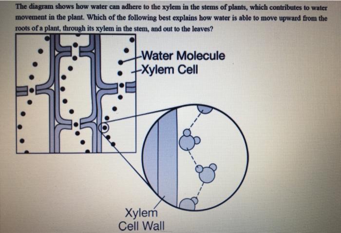 Solved The diagram shows how water can adhere to the xylem | Chegg.com